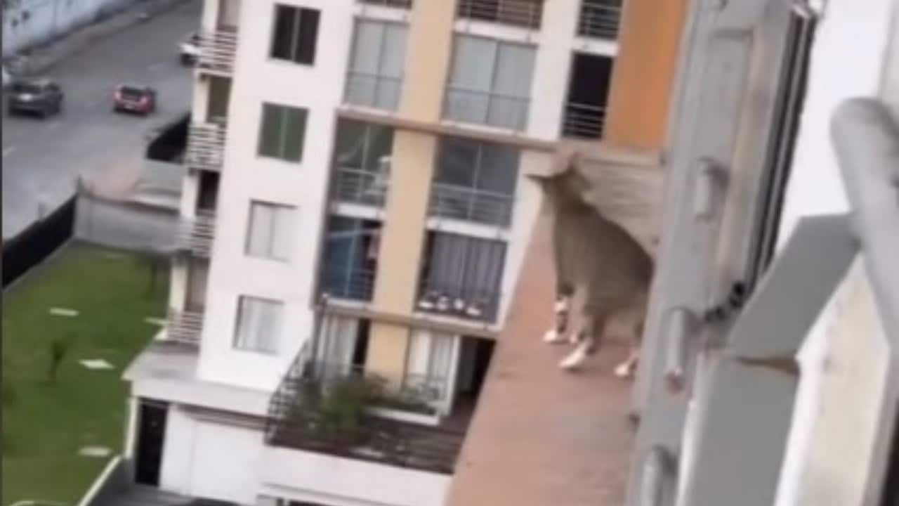 Escapa por la ventana del octavo piso: desesperada, grita desde el alféizar – VIDEO - Vida con ...
