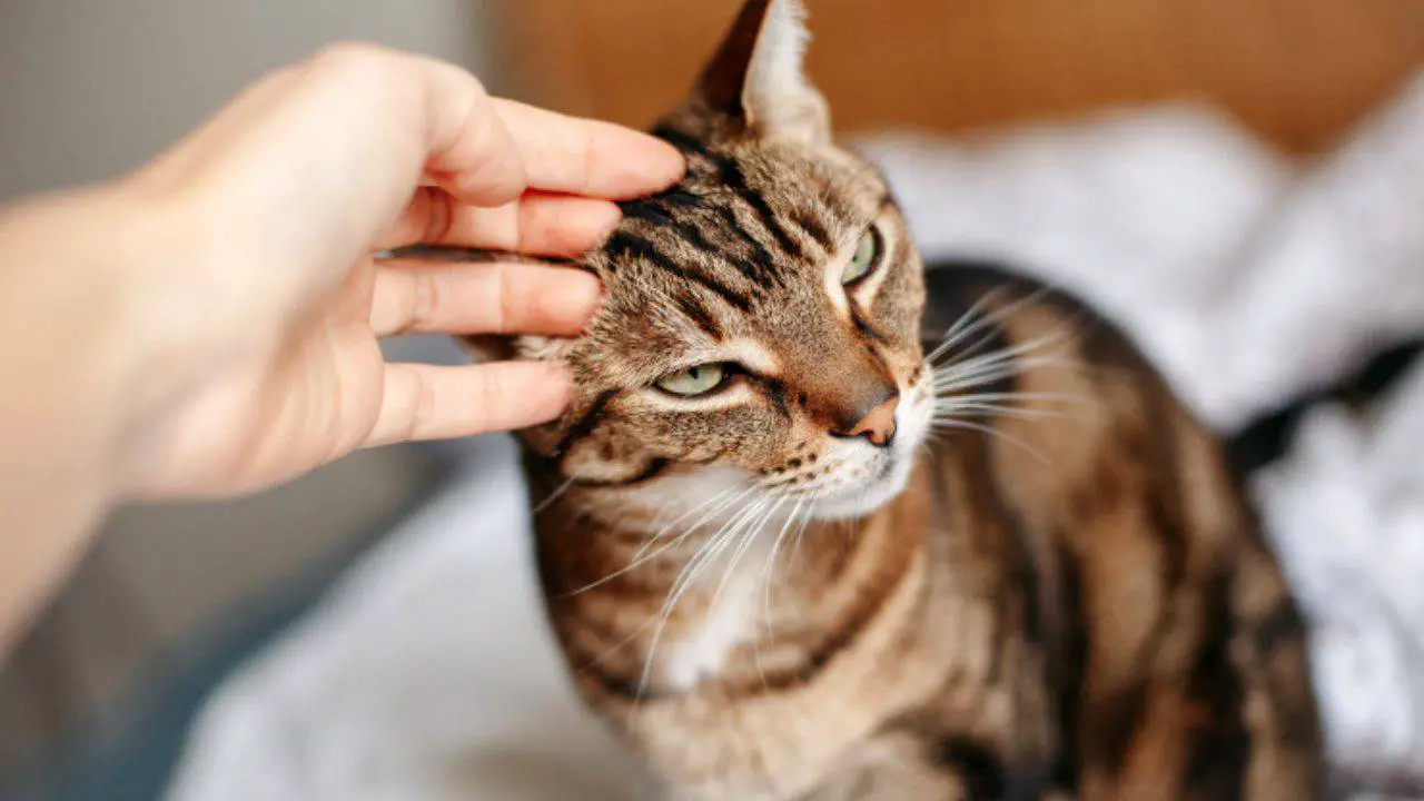 Consejos para vincularse con el gato: formas infalibles de hacer amigos - Vida con Mascotas ️