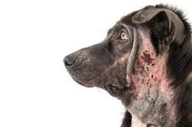 Dermatitis atópica o alergias en perros - Mrperros.com