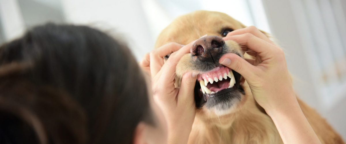 ¿Tu perro tiene una infección dental? - Mrperros.com