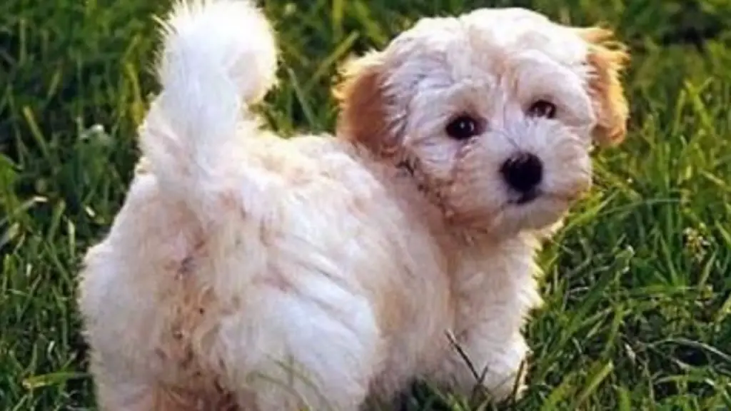 22º Bichón habanero razas de perros pequeños - Mrperros.com