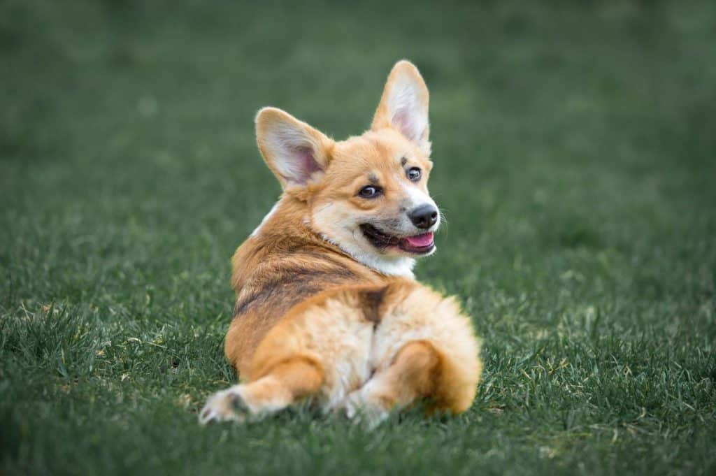 62º Corgi galés de Pembroke razas de perros pequeños - Mrperros.com