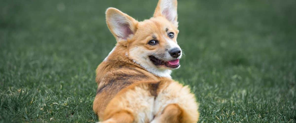 62º Corgi galés de Pembroke razas de perros pequeños - Mrperros.com