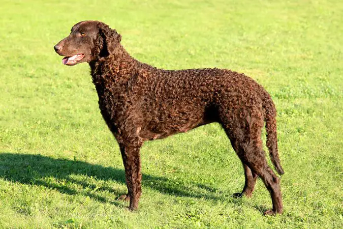 59º Curly-Coated Retriever razas de perros grandes - Mrperros.com