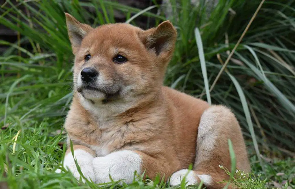 63º Dingo Australiano razas de perros medianos - Mrperros.com