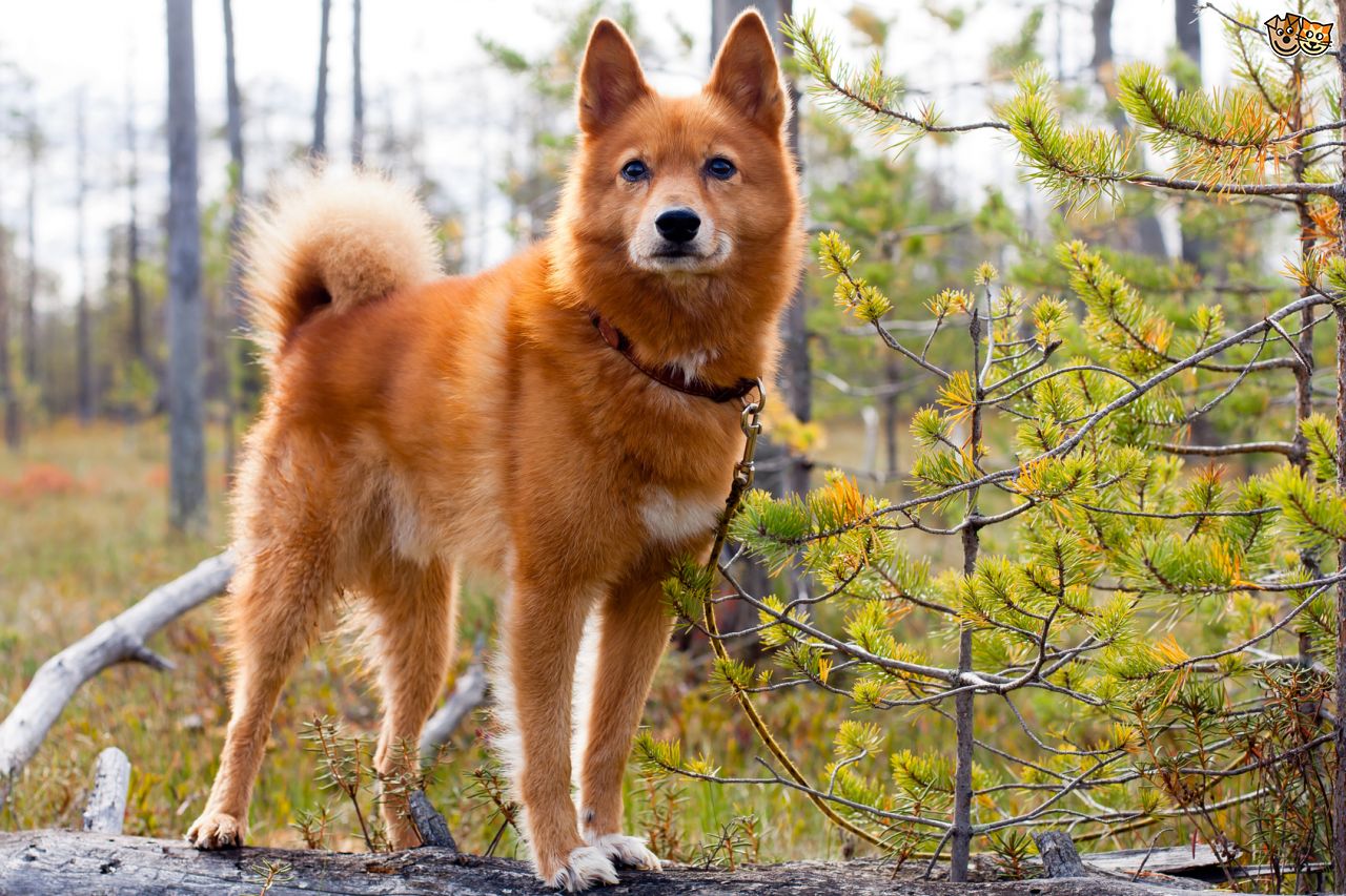 71º Finnish Spitz razas de perros pequeños - Mrperros.com