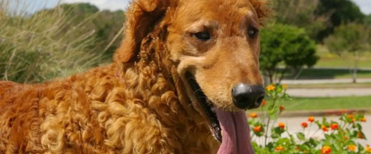 59º Curly-Coated Retriever razas de perros grandes - Mrperros.com