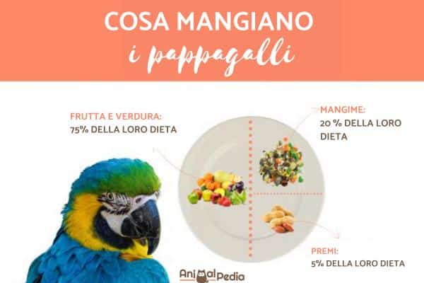 ¿Qué comen los loros - Vida con Mascotas ️