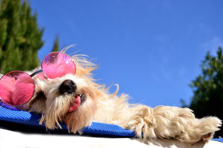 ¿Puede el perro permanecer al sol? Los pros y los contras de tomar el ...