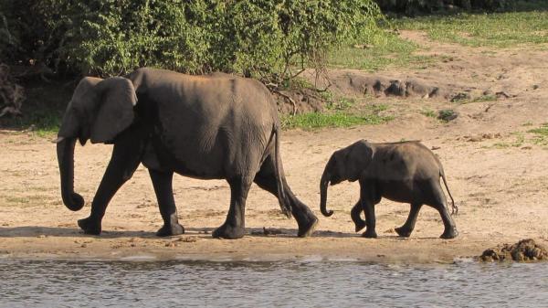 ¿Cuánto tiempo dura el embarazo de un elefante? - Vida con Mascotas ️