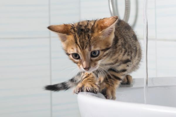 ¿A qué edad se puede lavar a un gato pequeño? - Vida con Mascotas ️