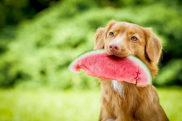 ¿Puedes darle mangos a los perros? - Vida con Mascotas ️
