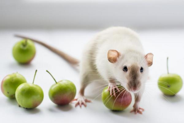 ¿Qué comen las ratas y los ratones? - Vida con Mascotas ️