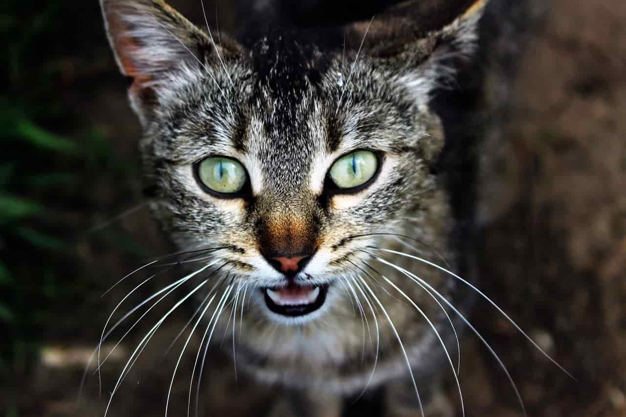 Los cinco sentidos en los gatos y como funcionan - Vida con Mascotas ️