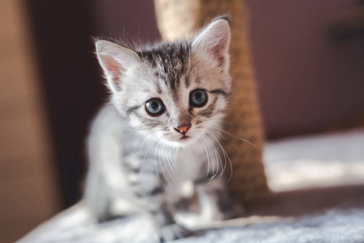 Cuándo sacar a tu gatito por primera vez: la edad correcta del gato ...