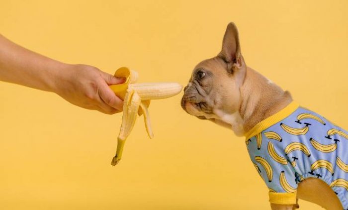 ¿Qué sabores reconocen los perros? Todo sobre el sentido del gusto ...