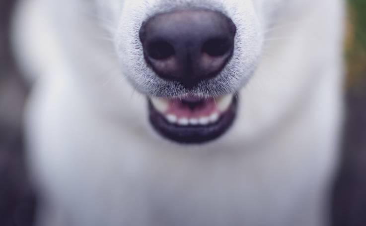 ¿Qué sabores reconocen los perros? Todo sobre el sentido del gusto ...