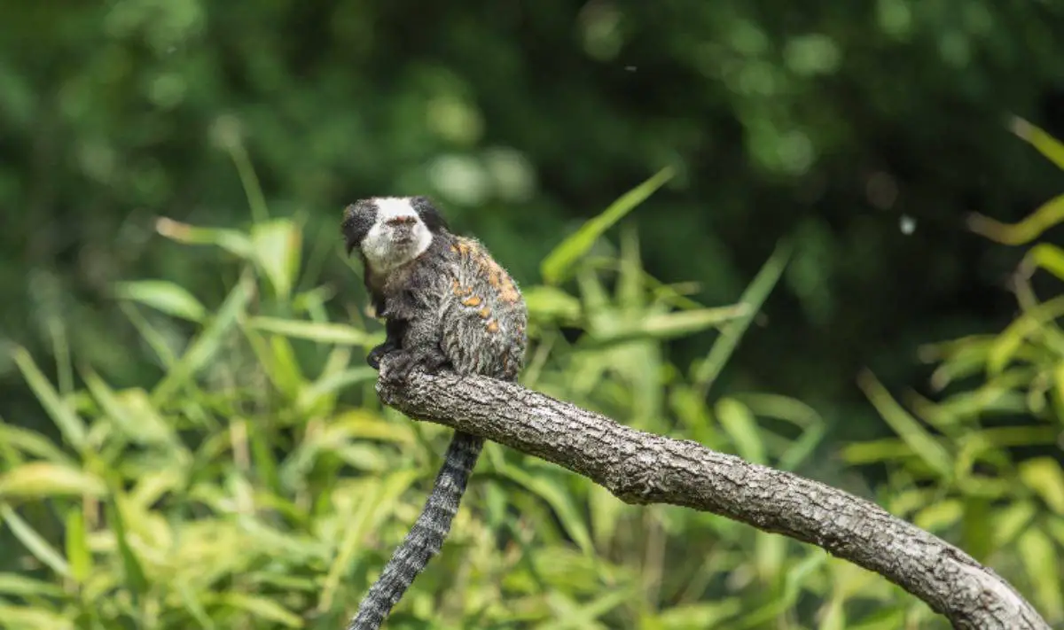El mono más pequeño del mundo: todo sobre el tití pigmeo - Vida con ...