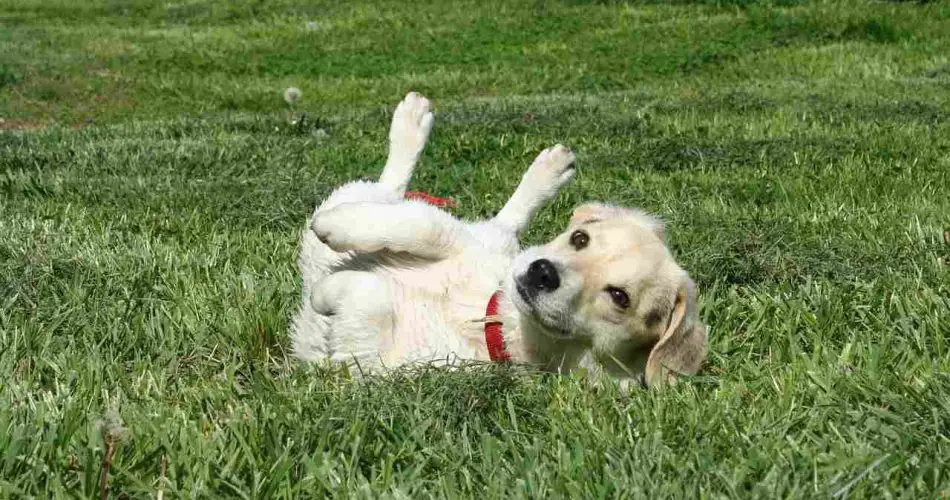 ¿Por qué mi perro rueda por el suelo? Aquí están las causas y las ...