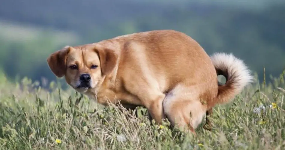 ¿Por qué mi perro me mira cuando hace caca? Explicación - Vida con ...