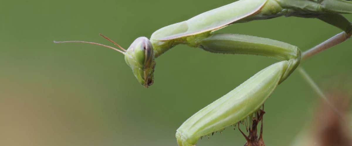 Los insectos más raros del mundo: ejemplares únicos y espectaculares 🥇 ...
