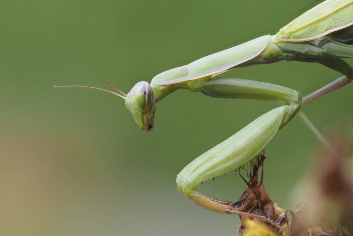 Los insectos más raros del mundo: ejemplares únicos y espectaculares ...