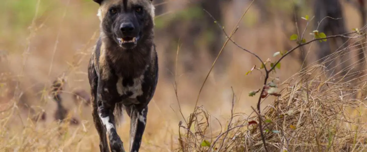 Perro salvaje africano: que come, donde vive, características y ...
