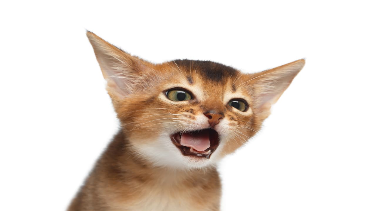 Tos en los gatos: ¿cuáles son los remedios naturales más efectivos ...