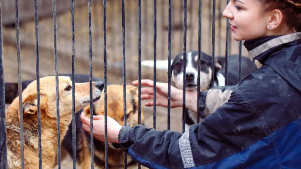 ¿Por qué adoptar un perro de la perrera? Las principales razones - Vida ...