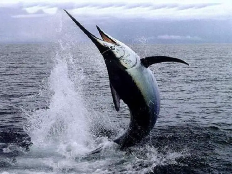 ¿Son los peces espada realmente espadachines? El uso real de su espada ...