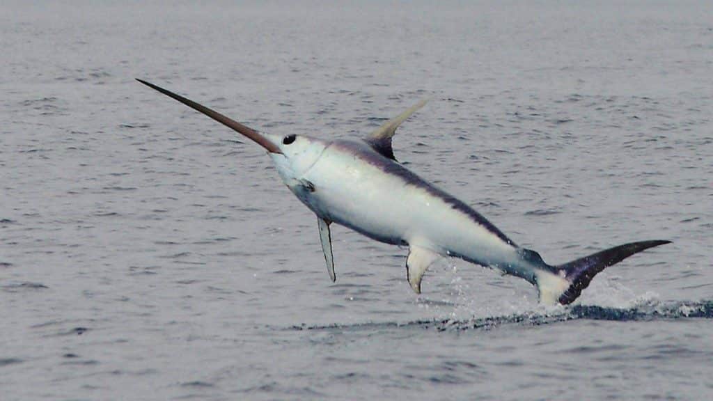 ¿Son los peces espada realmente espadachines? El uso real de su espada ...