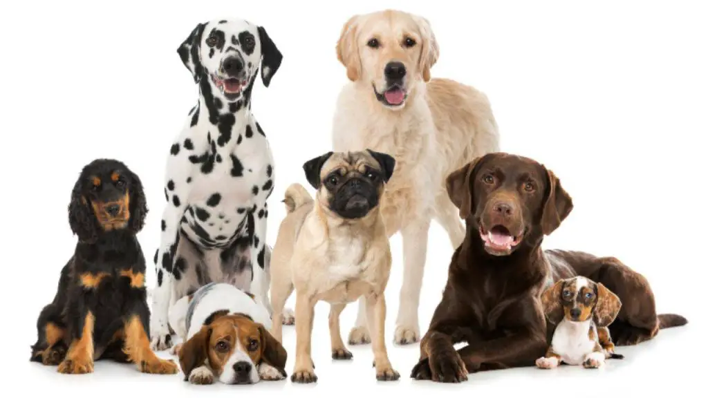Razas de perros compatibles con labradores: los compañeros perfectos ...