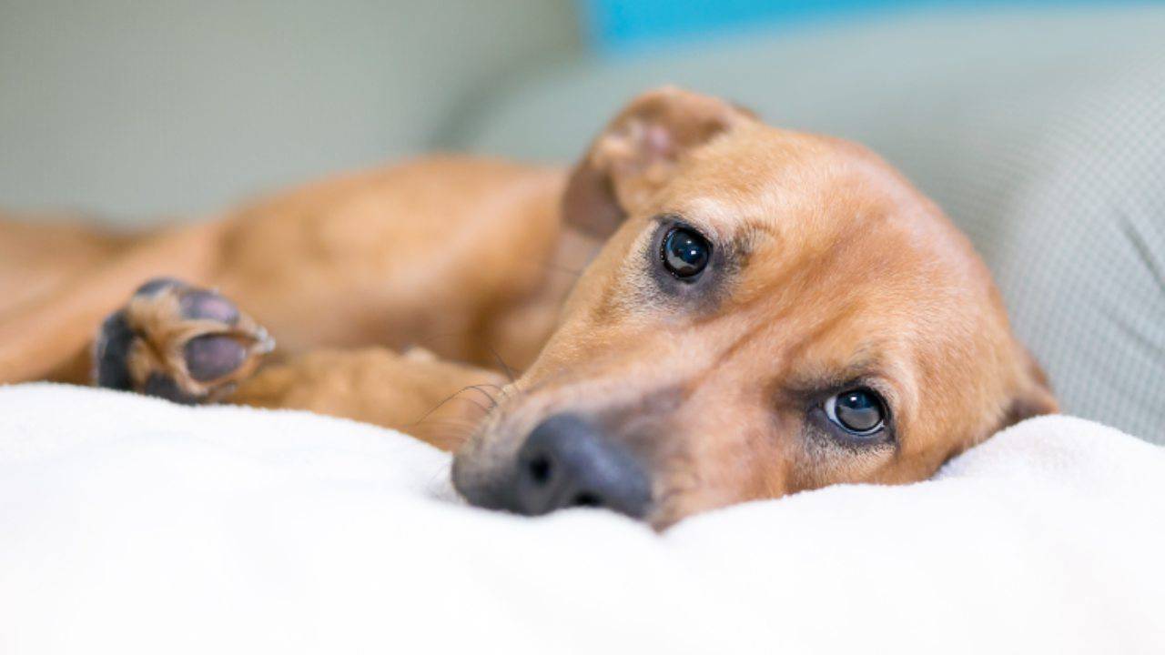 Torsión del bazo en perros: causa, síntomas y tratamiento - Vida con ...