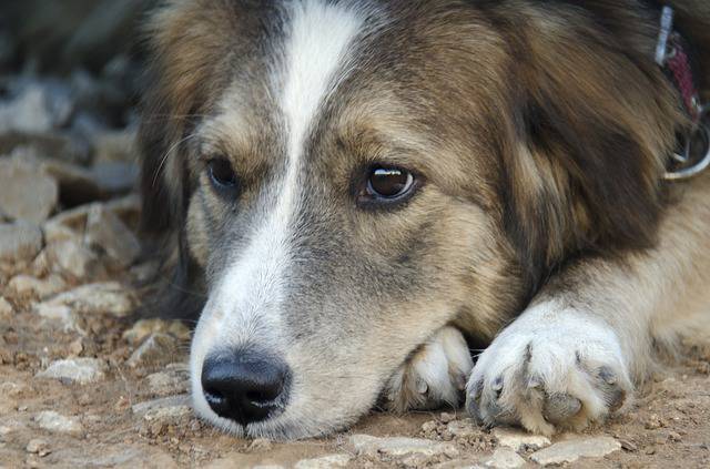 ¿Fobia a los perros? He aquí cómo superarlo - Vida con Mascotas ️
