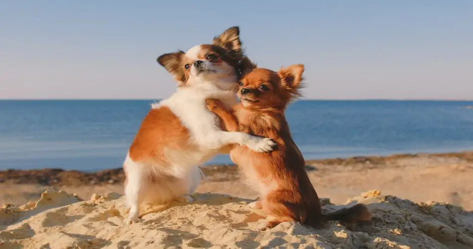 ¿El perro adulto reconoce a su madre? Fido y reconocimiento familiar ...