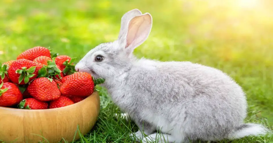 ¿Puede el conejo comer fruta? Alimentos y cantidades recomendadas ...