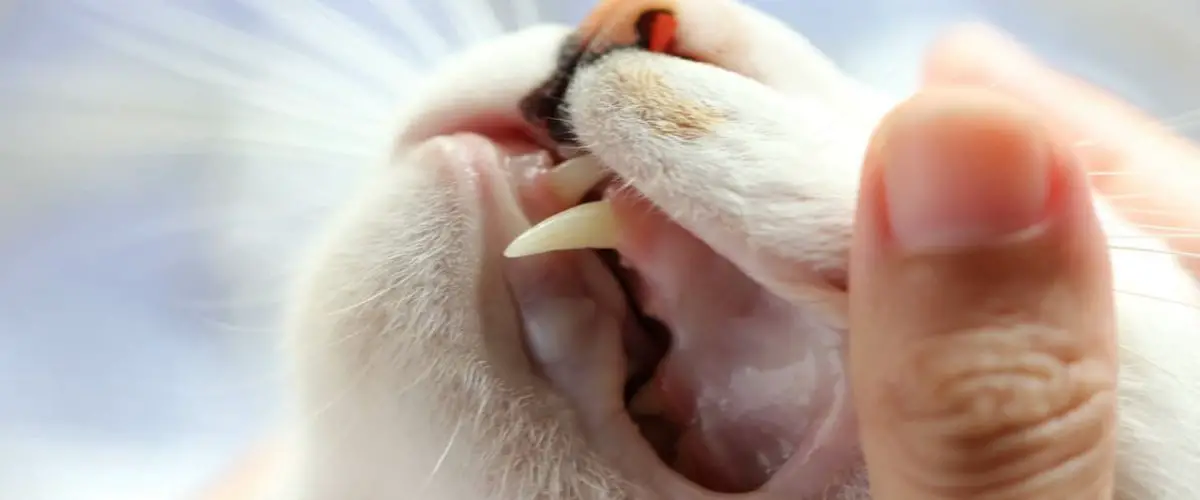 Cáncer de boca en gatos: causas, síntomas y remedios ️ Vida con Mascotas ️