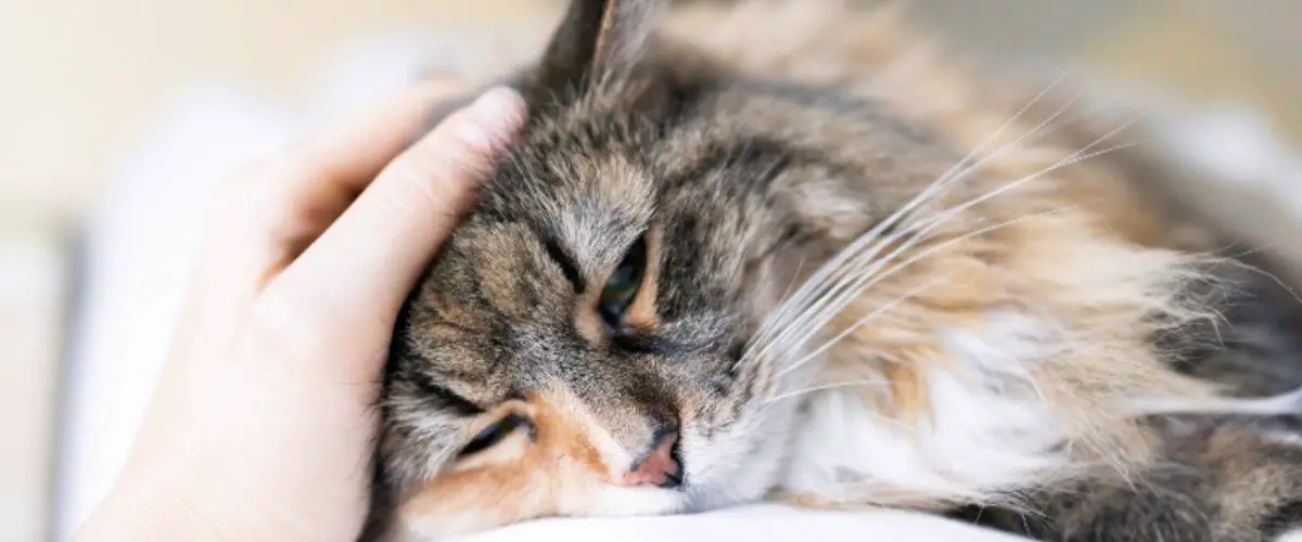 Megaesófago en gatos: causa, síntomas y tratamiento 🥇 Vida con Mascotas 🥇