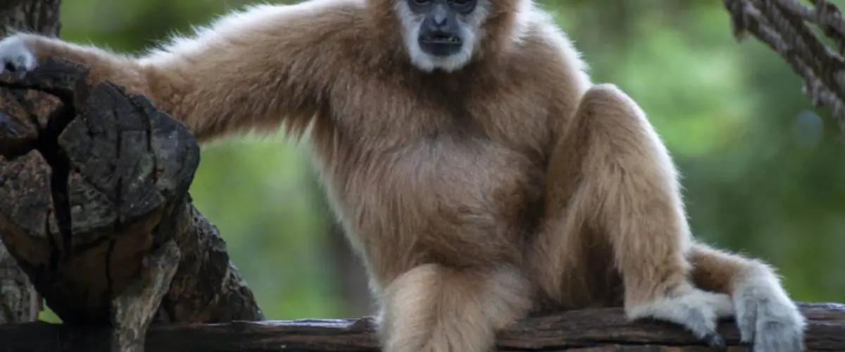 Gibbon: que come, donde vive, características y curiosidades ️ Vida con ... Gibbon: que come, donde vive, características y curiosidades ️ Vida con ...