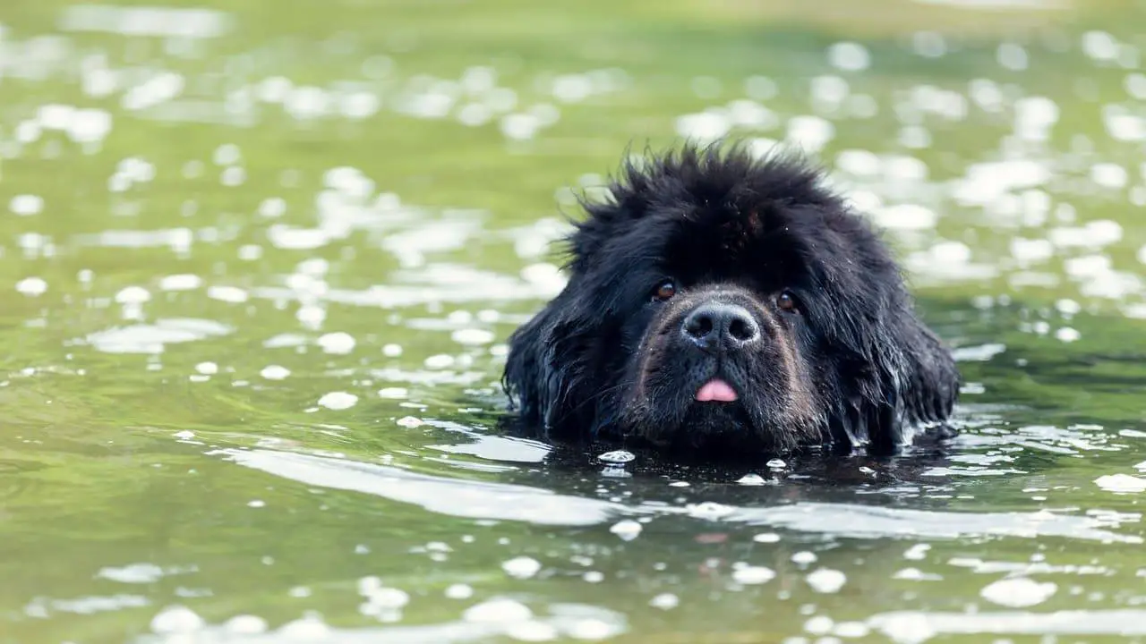 Que Razas De Perros Tienen Patas Palmeadas