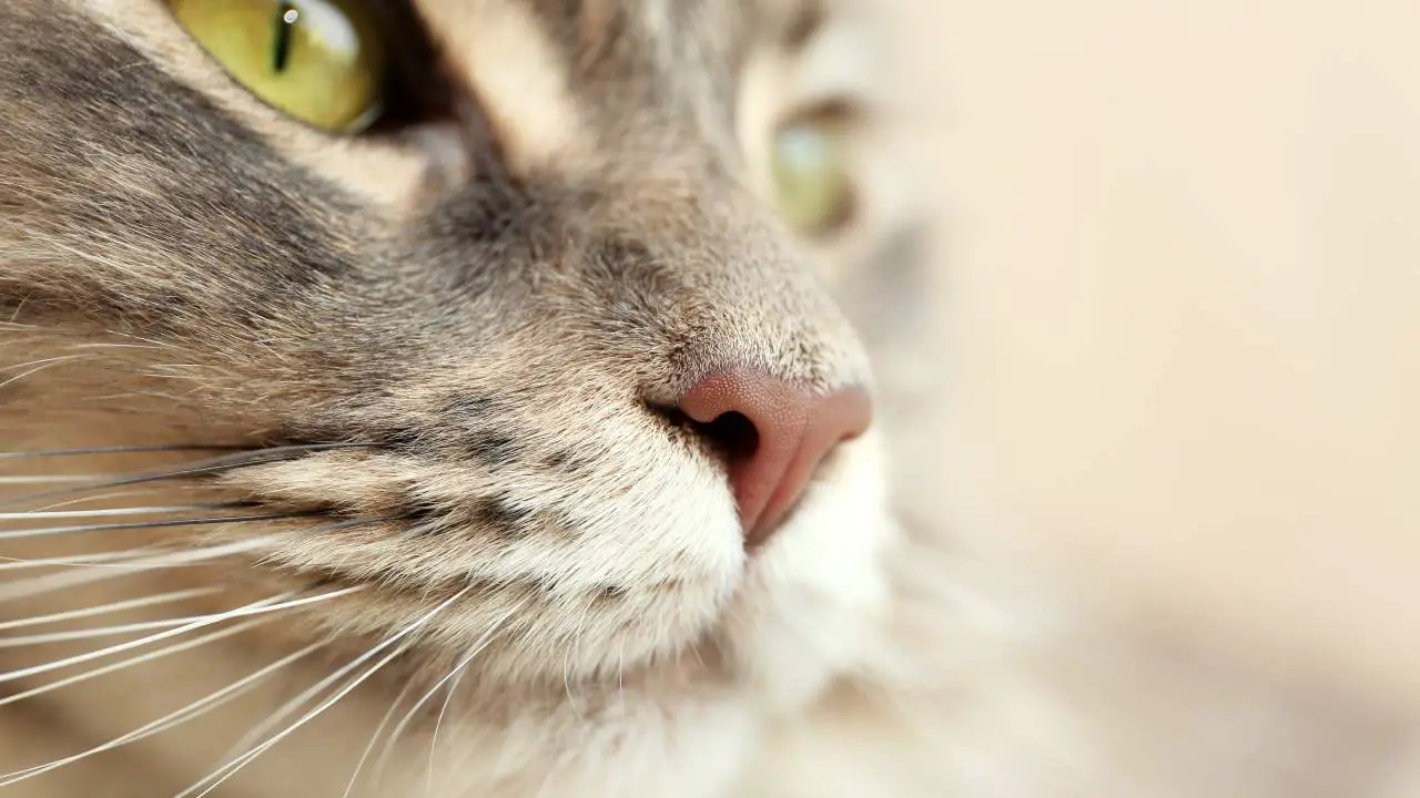 Curiosidades sobre la nariz del gato: todo lo que quizás no sabías ...