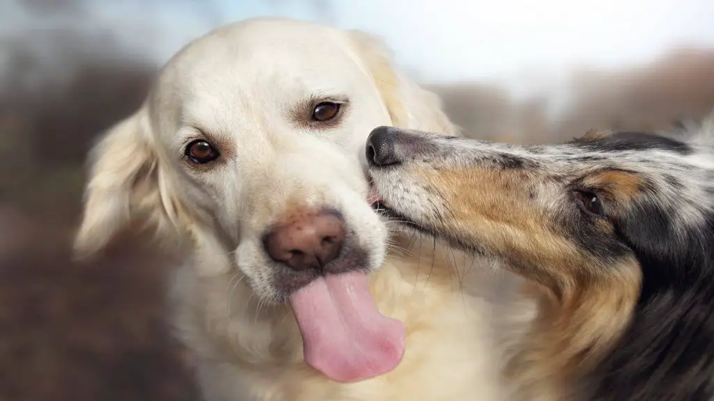 ¿Por qué los perros se lamen el hocico? ¿Qué significa este gesto ...