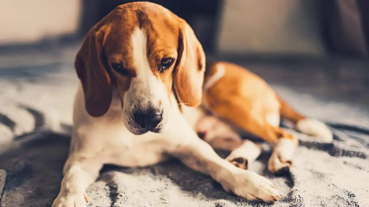 Osteogénesis imperfecta en perros: síntomas y causas - Vida con Mascotas ️
