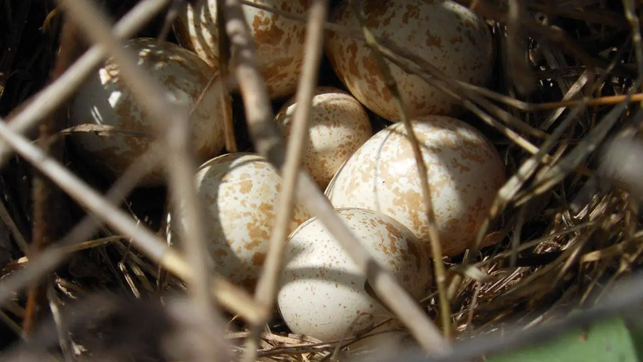Cómo cuidar los huevos de un pájaro salvaje si los encontramos - Vida ...