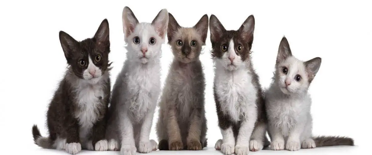 Razas de gatos de pelo rizado: la lista de los gatos peludos más ...