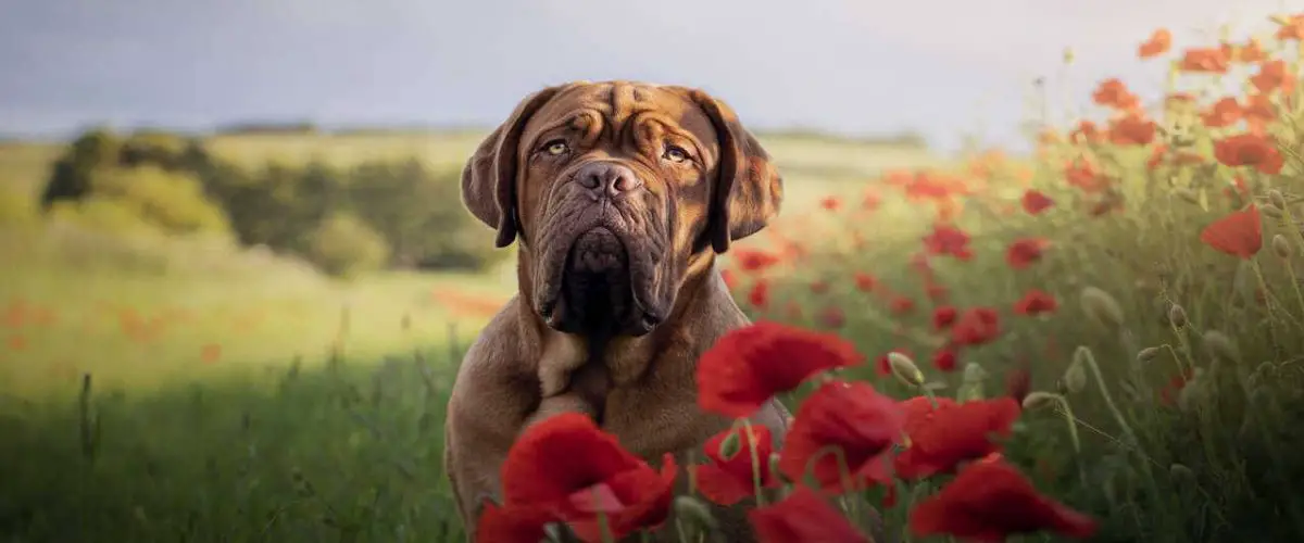 Razas de perros franceses: carácter, apariencia y fotos de los perros ...