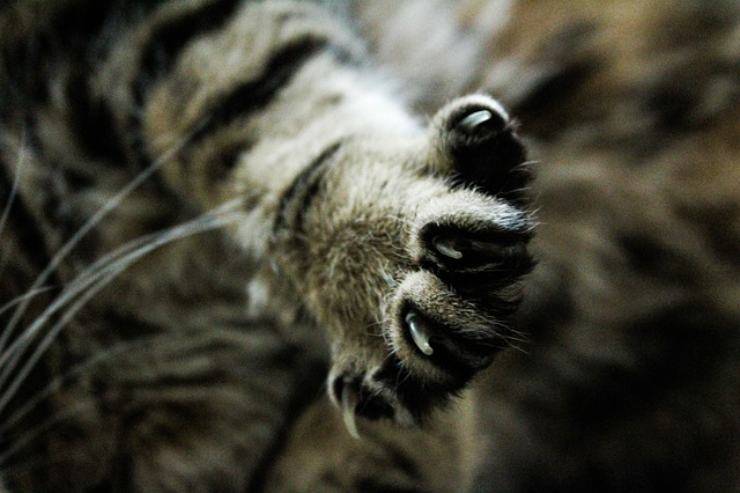 6 hechos sobre las garras de gato: importancia para el felino - Vida ...