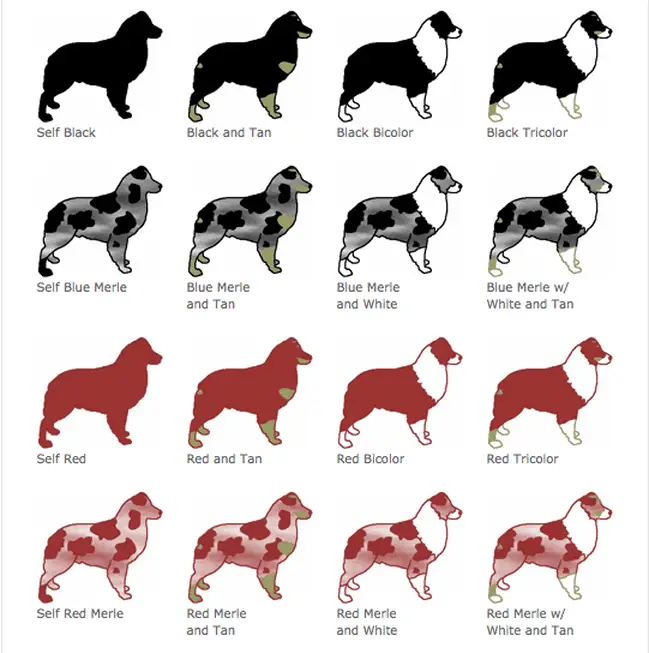 ¿De cuántos colores puede ser el pelaje de un perro? ¿Los conocías a ...