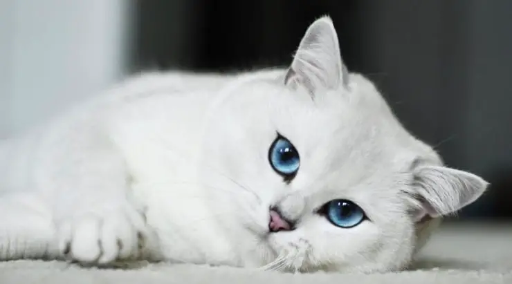 ¿El gato con los ojos más bonitos del mundo? Existe y se llama Coby ...