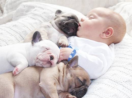 ¿Perros en casa con bebés? Reducen las alergias y el riesgo de obesidad ...